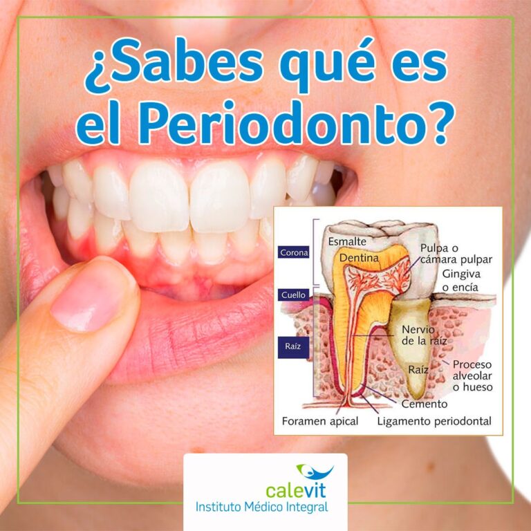 ¿Sabes qué es el Periodonto? - CALEVIT